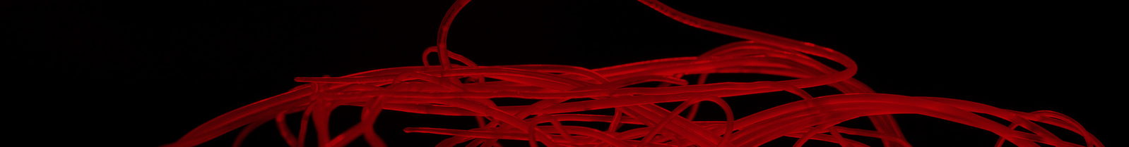 New Heartworm Life Cycle Diagrams Released - American Heartworm Society