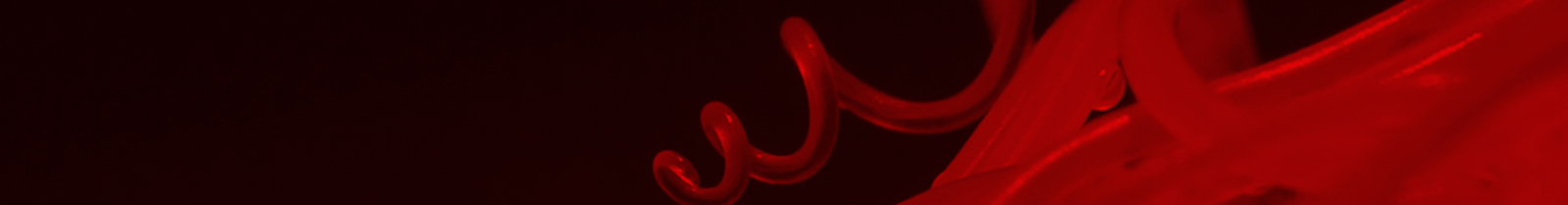 Where Mosquitoes go, Heartworm Disease May Follow - American Heartworm ...