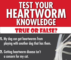 infographics - American Heartworm Society